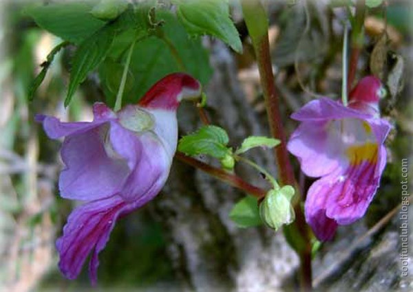 CoolFunClub: Parrot Flower