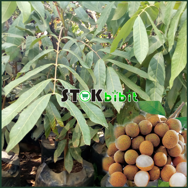 Lengkeng | kebun buah kelengkeng - bibit mangga agrimania