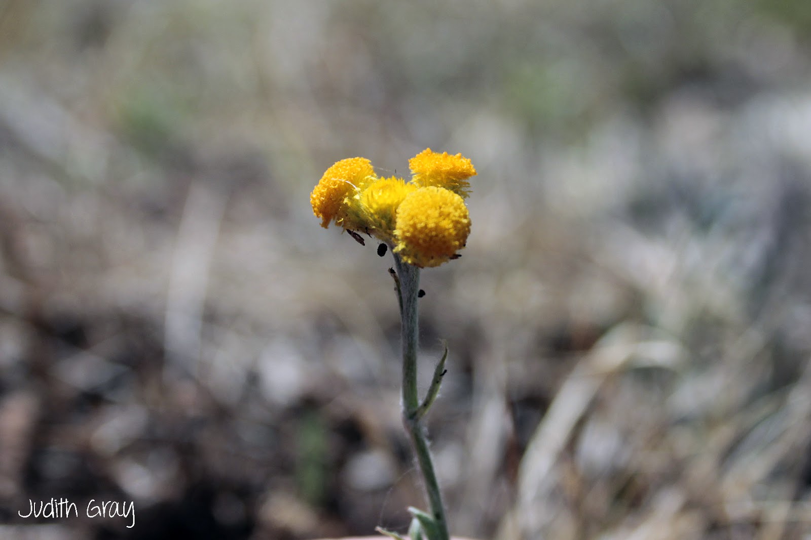 Yellow Buttons - Wildflowers 26 October 2012