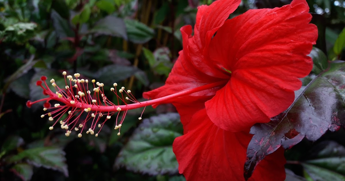 Single Red hibiscus Flower | iFlower