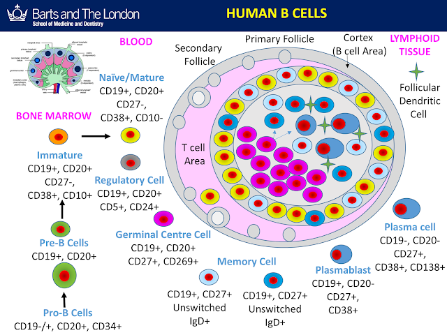 Multiple Sclerosis Research: Education: B cells are not a single ...