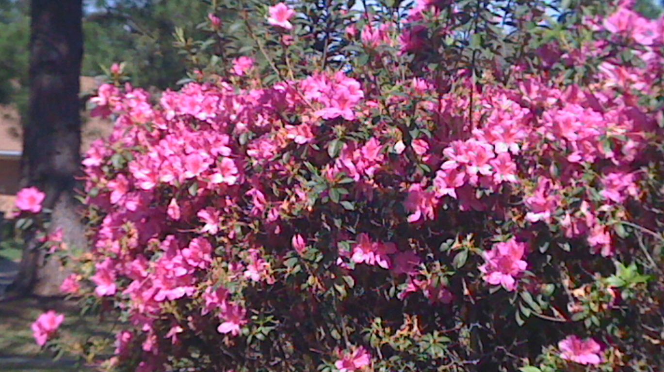 A Word's Worth: AZALEAS IN THE SPRING