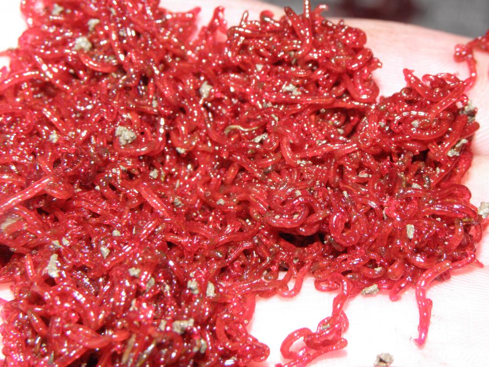 club aquariophile chepillon: vers de vase