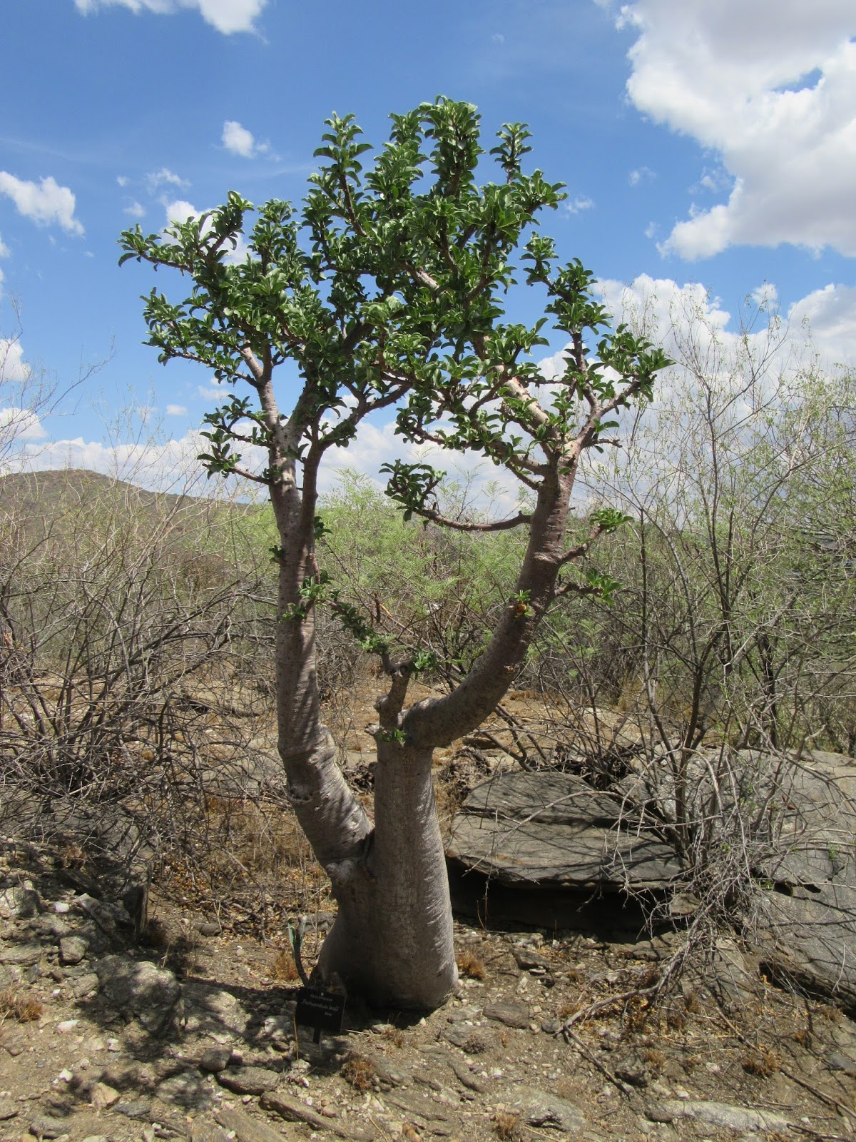 Jackie Teaches in Namibia: 2016