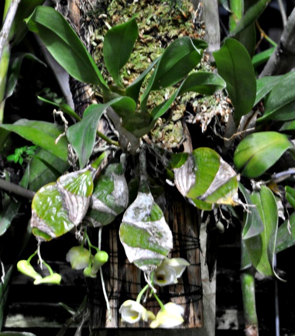 Eurycaulis compressus (Lindl.) M.A.Clem.,2003