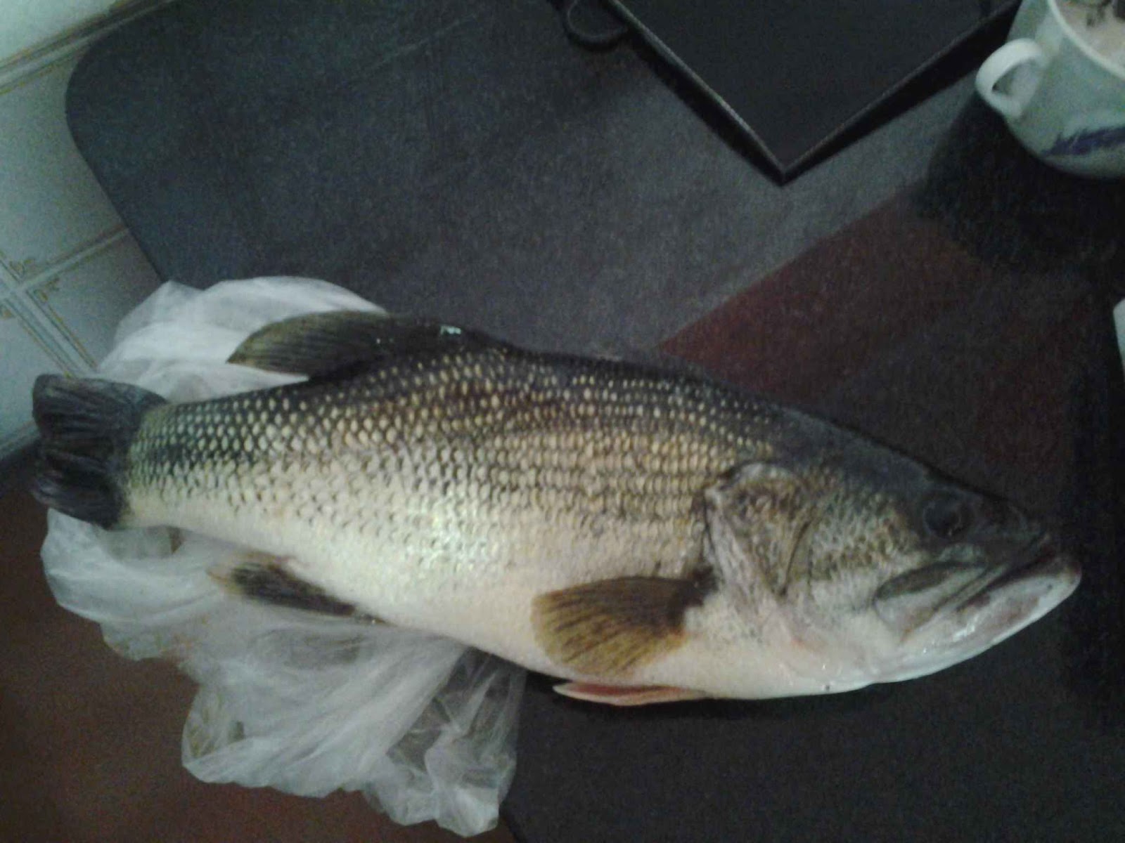 fishing: Achiga de 1,125 kg