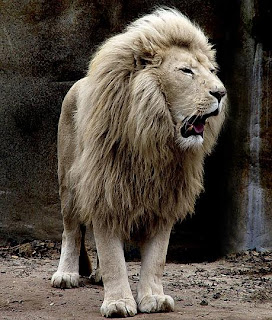 VAHŞİ HAYVAN RESİMLERİ VAHŞİ HAYVANLAR-Manzaralar