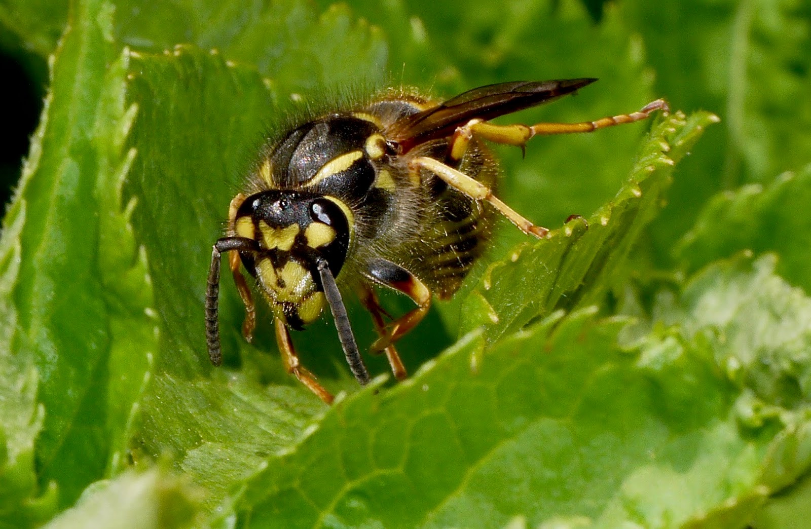 Northwest Norfolk Naturalists: A German Wasp