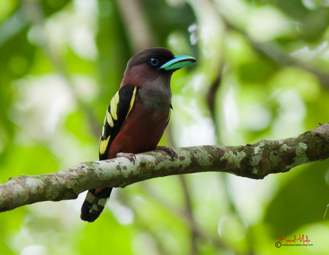 SOUTH EAST ASIA BIRDS - Malaysia birds paradise: Banded Broadbill ...