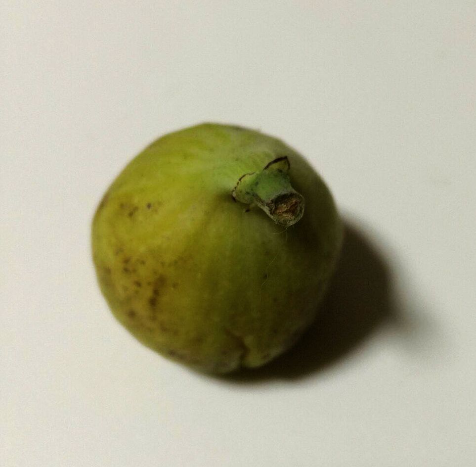 cele patru anotimpuri: Smochina