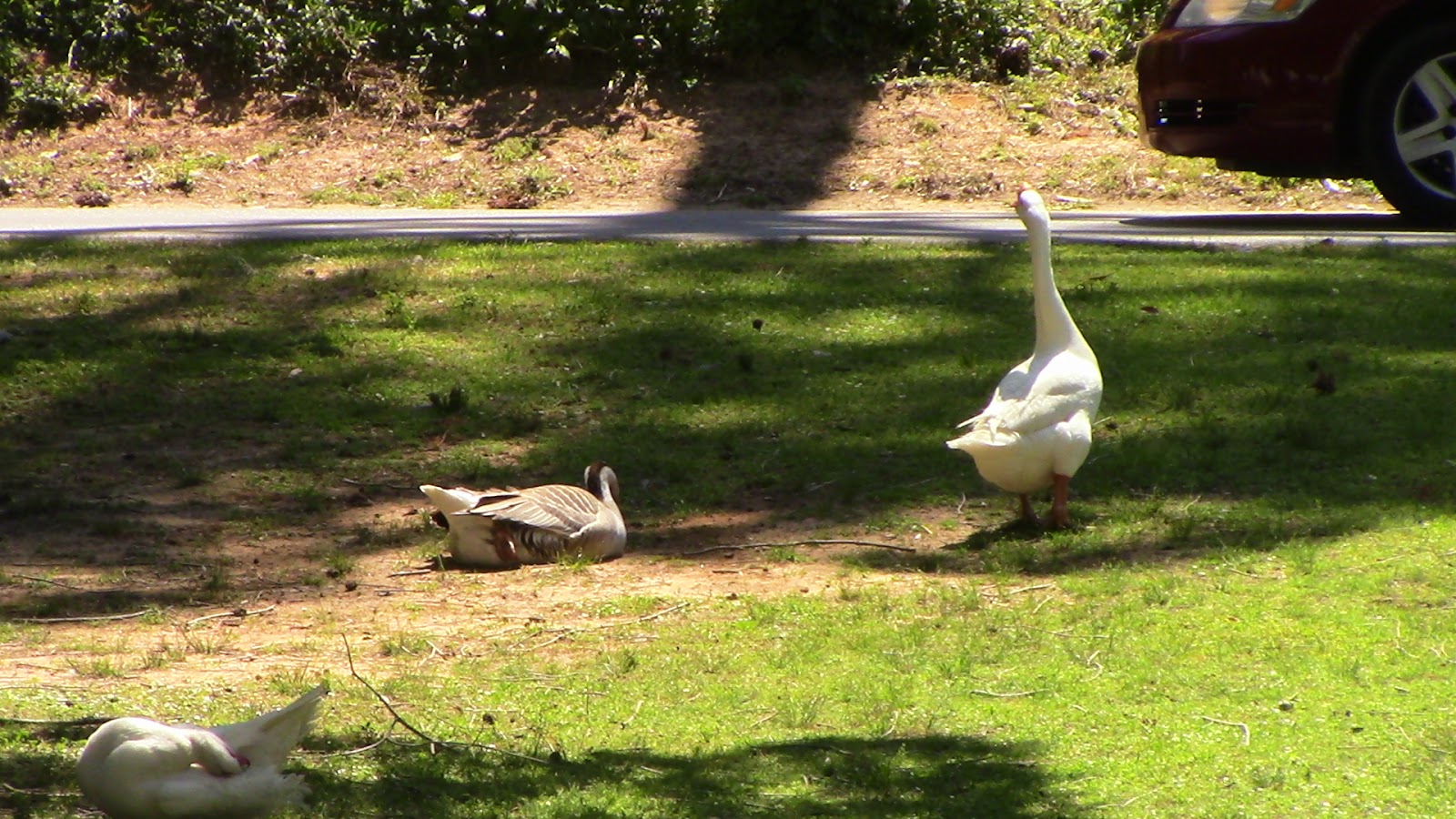 Crippled Goose Returned To Beach Park