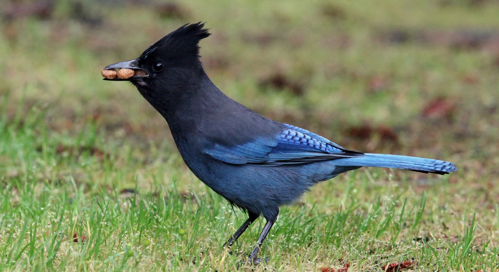 Bird Man of Bridgewater: Alaska Birds-My Adventure
