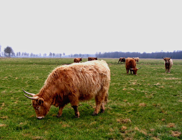 Weert en natuur: Krijgt het Tauros-project concurrentie??