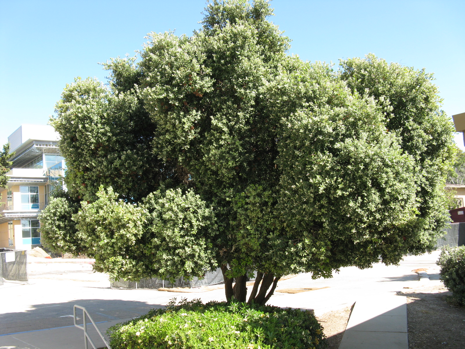 Trees of Santa Cruz County: Metrosideros excelsa - New Zealand ...