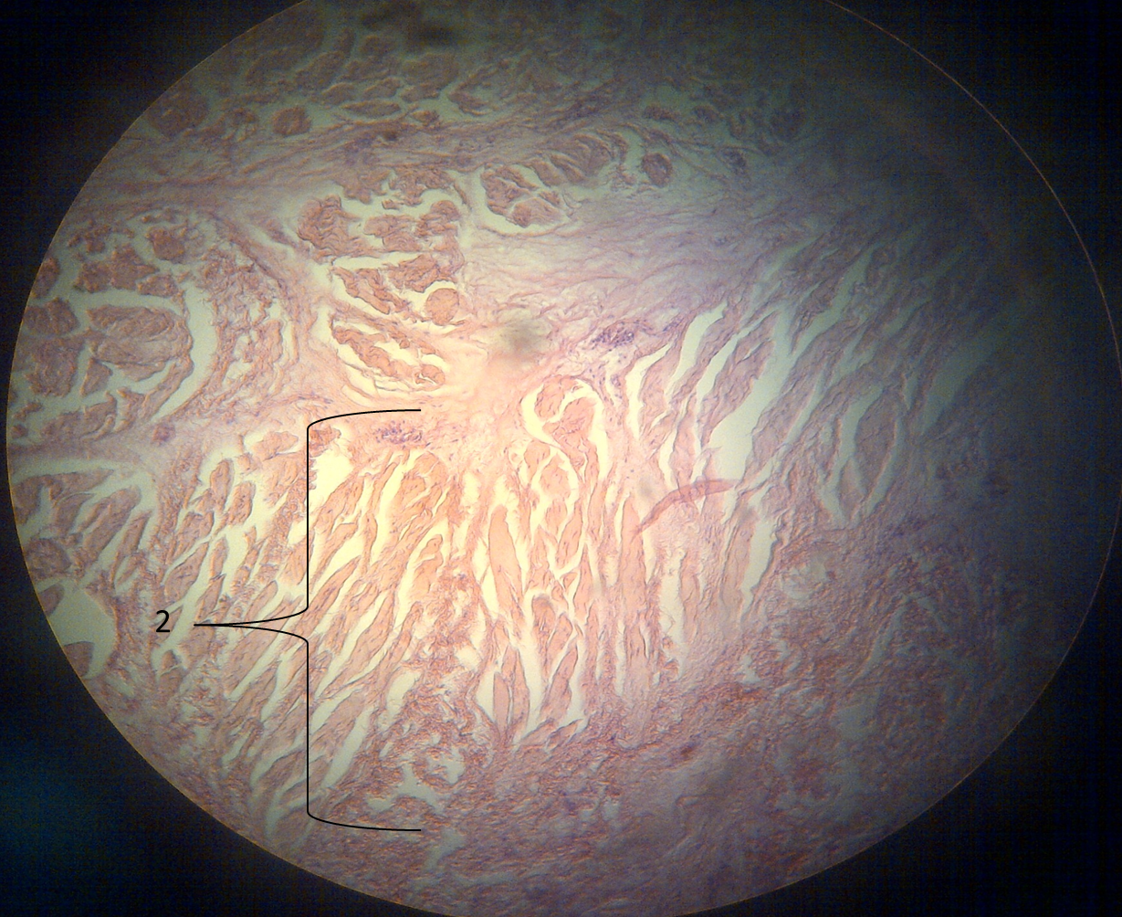 primeros pasos en medicina : Tejidos Conectivos