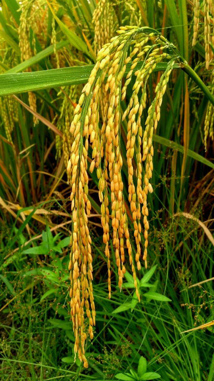 FREE ENERGI DAN TECHNOLOGI SHARING: Jenis padi jarang ada