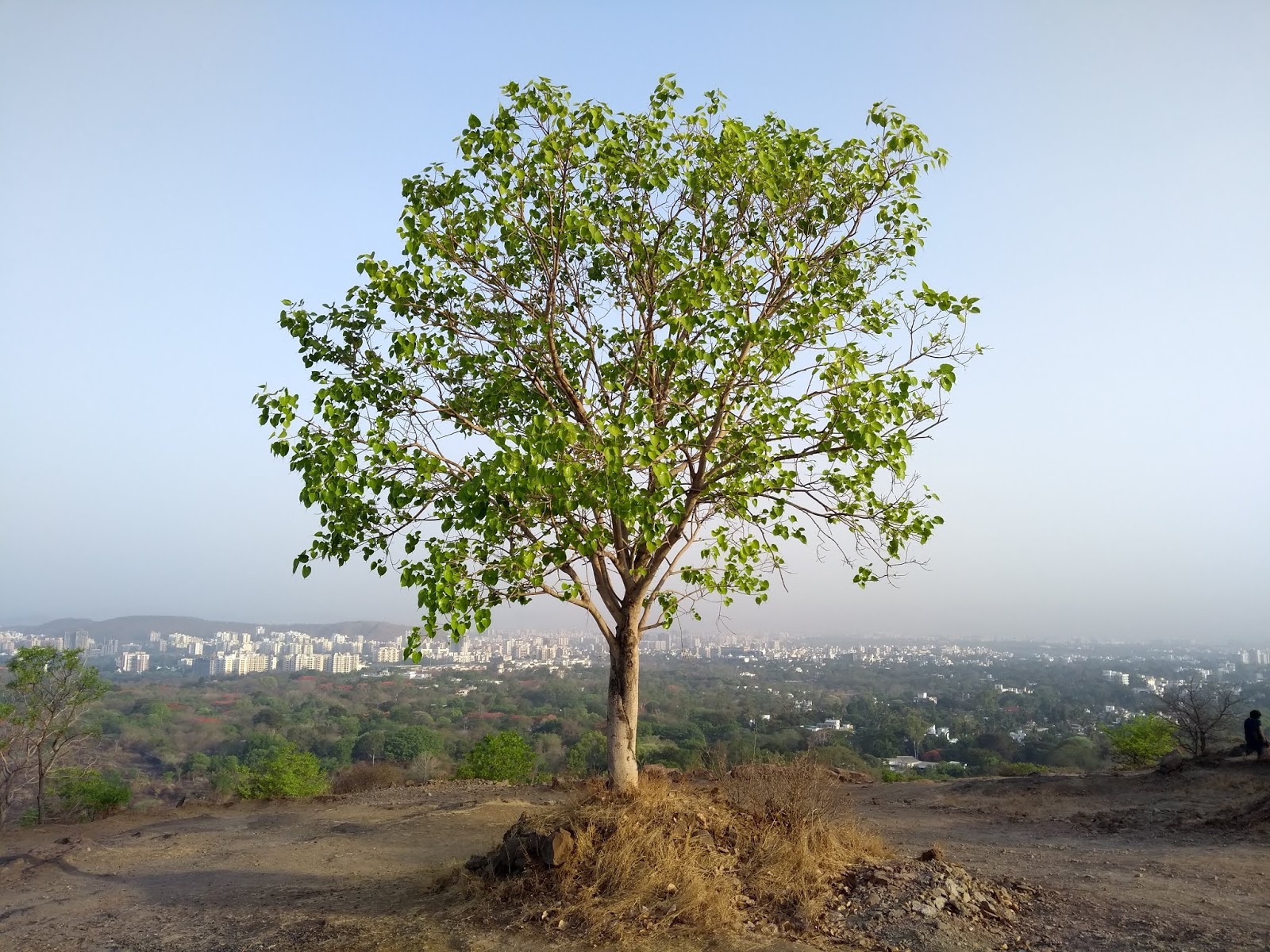 Spice of Life!: The Sentinel (ThursdayTreeLove)