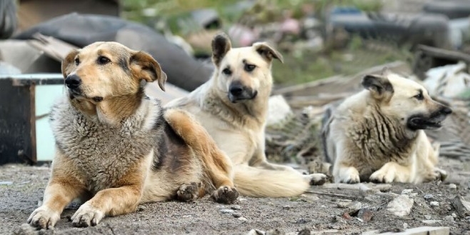 Stray Dogs In Russia