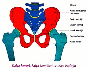 BİYOLOJİ: DESTEK VE HAREKET SİSTEMİ