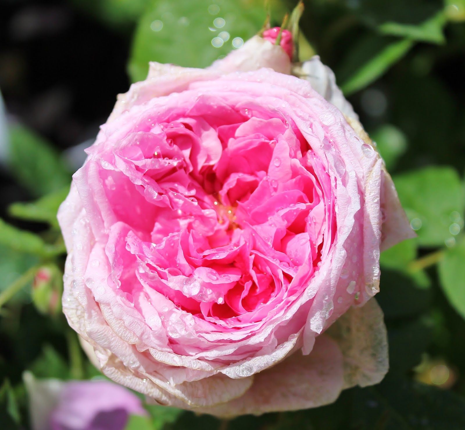 Present Perfect Creations: Peter Beales: classic English roses