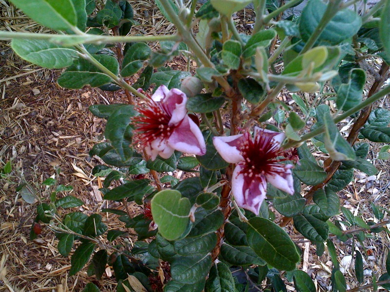 The Mighty Kitchen Garden: The New Additions: Pineapple Guava