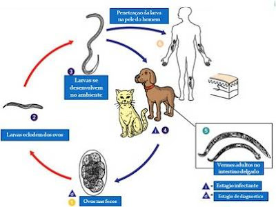 Biolugando: ATIVIDADE SOBRE VERMINOSES - turma 203