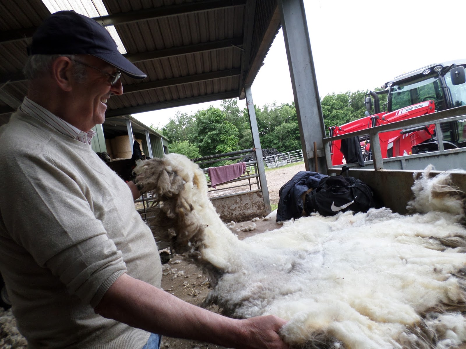 Orzechs, continued: Sheep Shearing in Glenogil, Scotland
