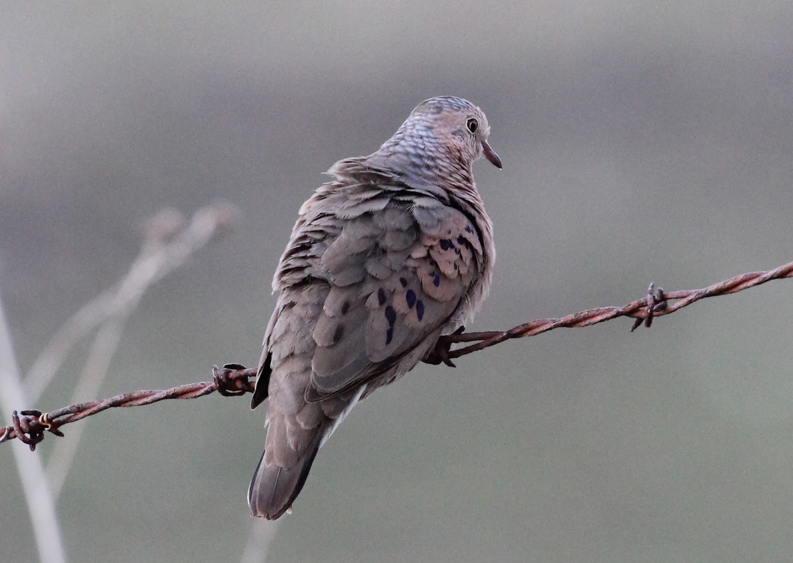 One Bird A Day: Day 102: Common Ground-Dove