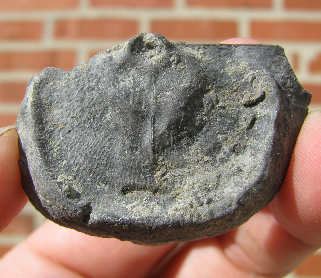 Views of the Mahantango: Leptaena rhomboidalis brachiopod from the ...