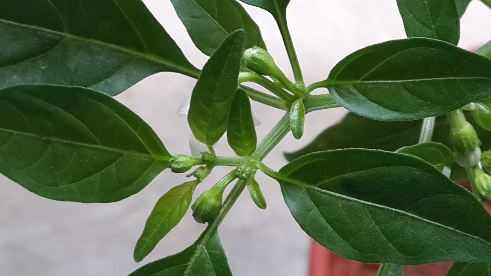 Hiking & Gardening: Kecil-kecil Cili Api