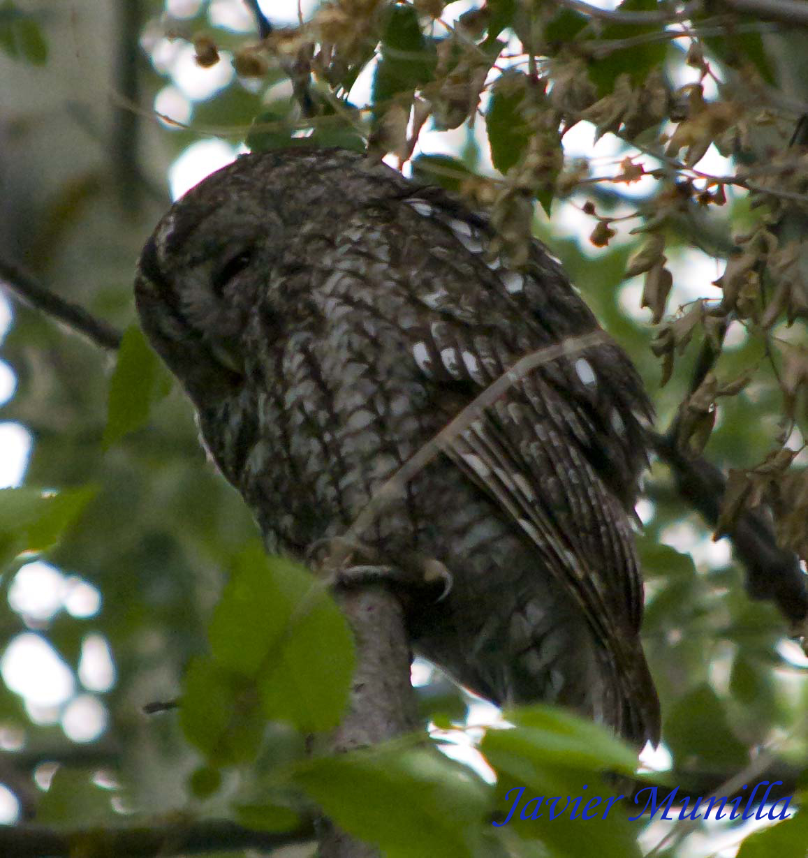 NATURALEZA DESDE SIGÜENZA: CÁRABO COMÚN (Strix aluco)