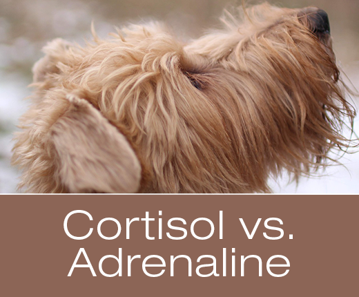 Dog Adrenal Hormones: What is the Difference between Adrenaline and ...