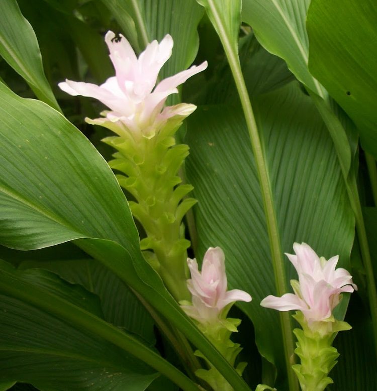 ALAM TUMBUHAN: KELUARGA HALIA / LENGKUASIA (Zingiberaceae family)