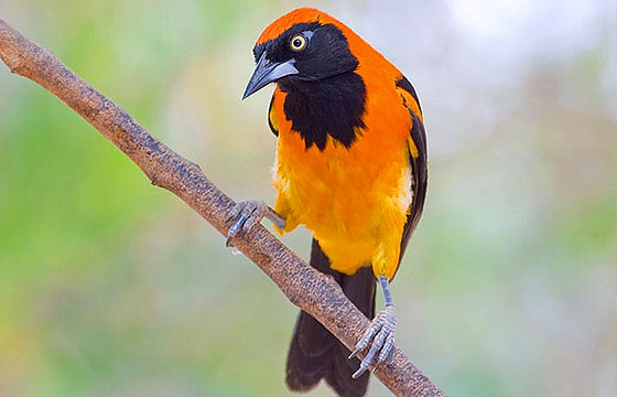 Utah Birders | Birding Blog, Utah Birds, Utah Birding, Utah Bird ID ...