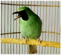 CARA BIKIN CAK IJO GACOR - Cara bikin gacor burung