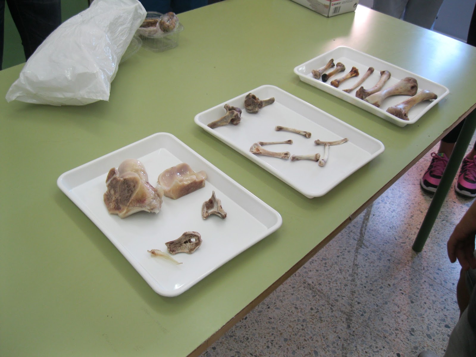 Ignasi Peraire Science Blog: Bones experiment (6th grade)
