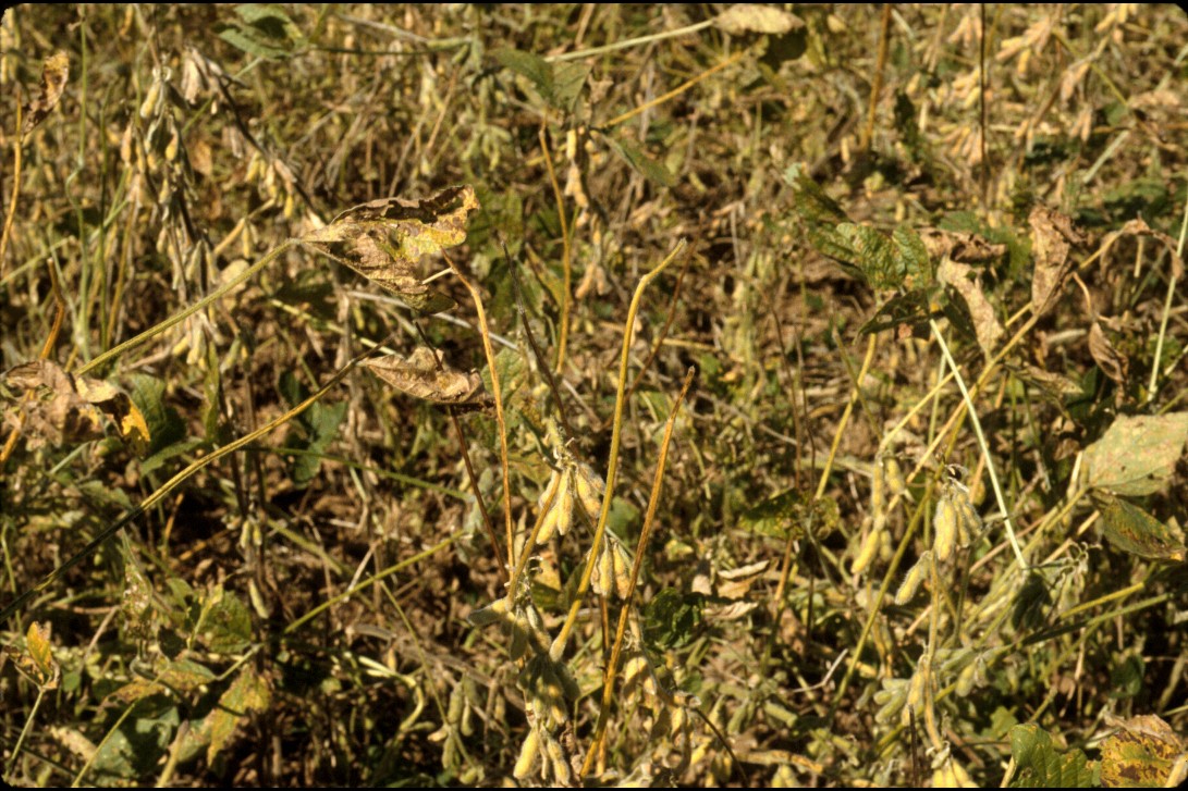 Grain Crops Update: SDS Revised Update