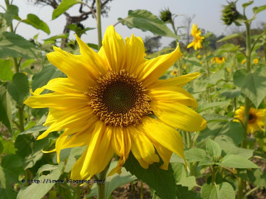 Sunflower (সূর্যমুখী ফুল) - Helianthus annuus