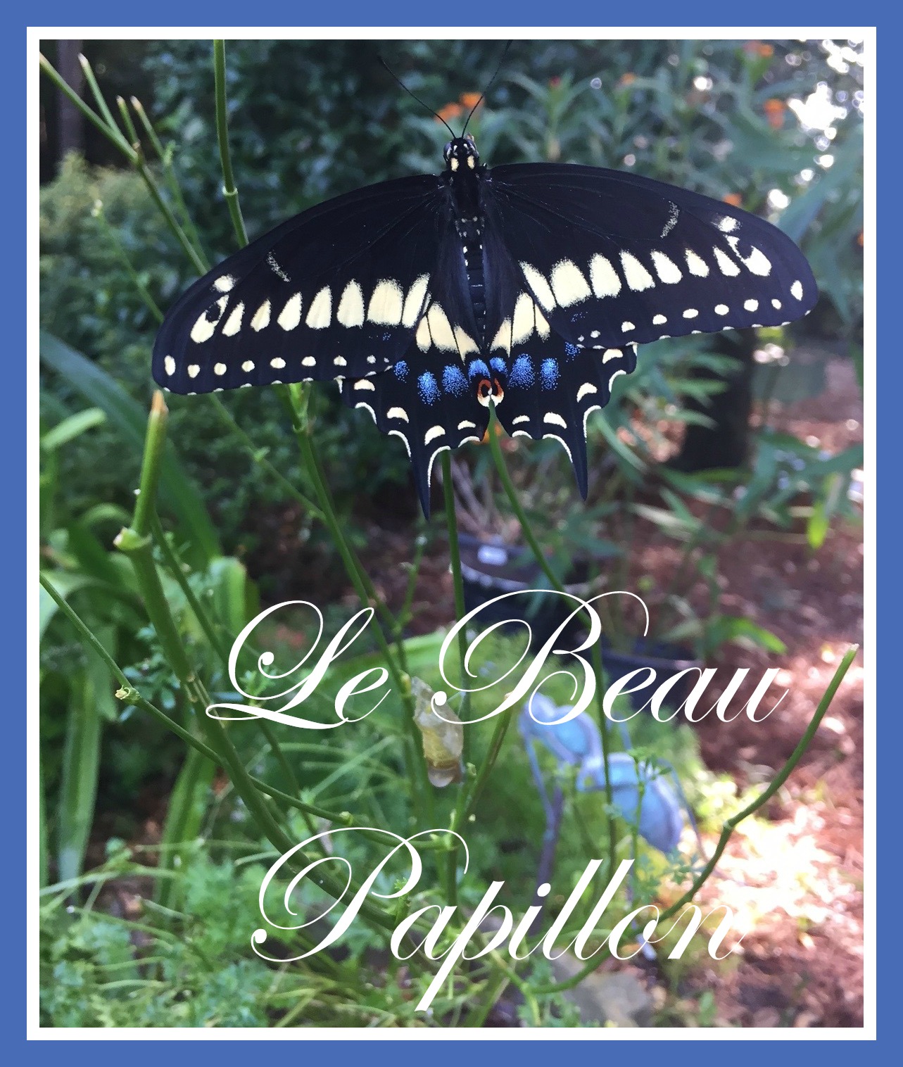 Finally, I'm a beautiful butterfly! - Living With Thanksgiving