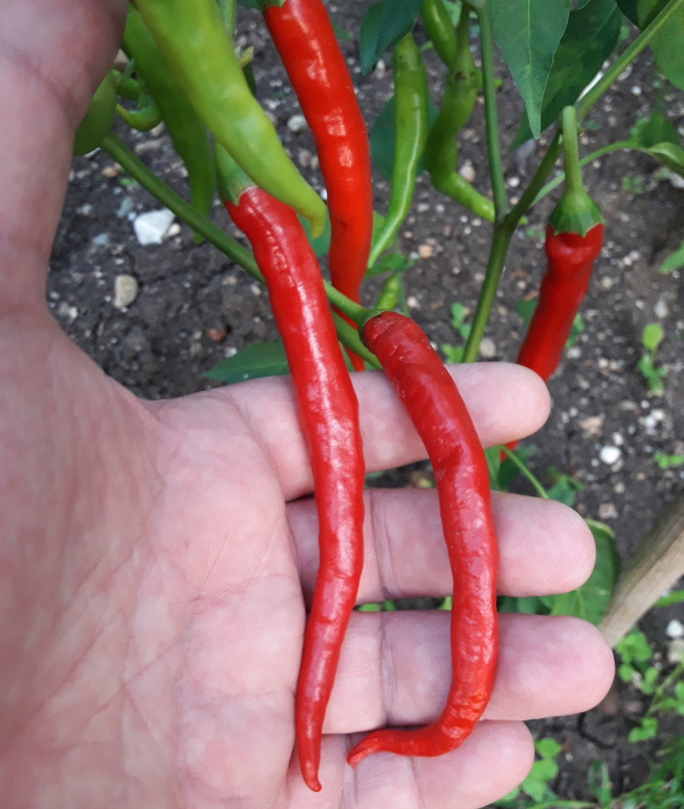 Čili Zaječar: Cola de Rata