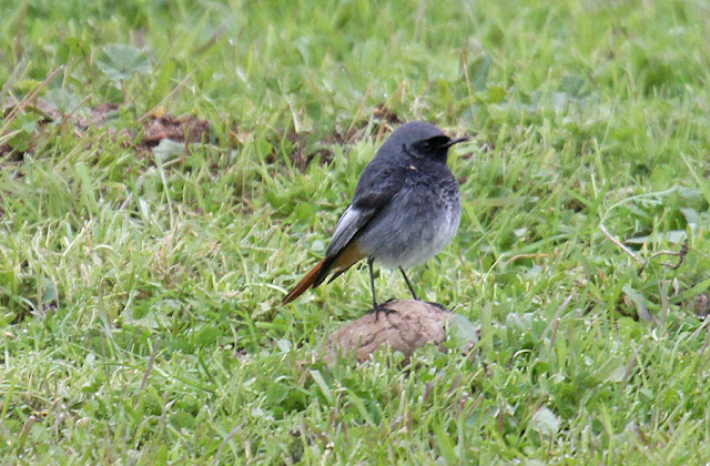 Simon and Karen Spavin: Spanish Birds