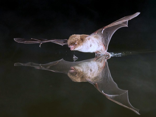 How Do Swarming Bats Avoid Crashing Into Each Other?