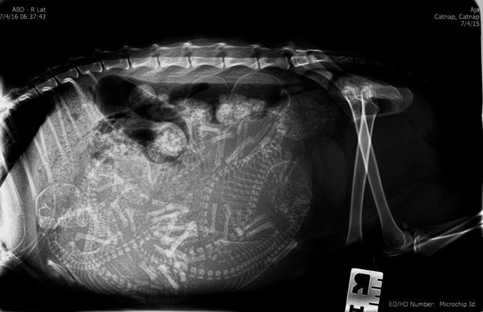 These 16 X-Rays Of Pregnant Animals Are Extremely Amazing