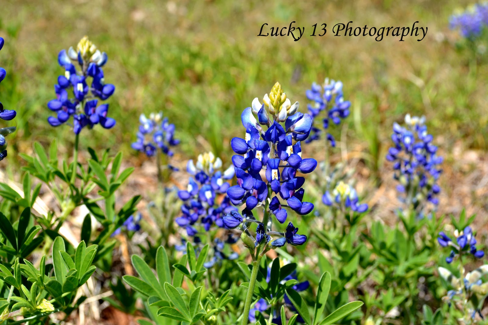 Lucky 13 Photography: Texas Bluebonnets 2011