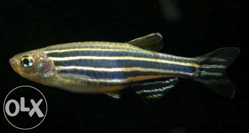 Acvaristi Oradea: Pesti de acvariu: Guppy, Xifo, Sanitari, Scalari ...