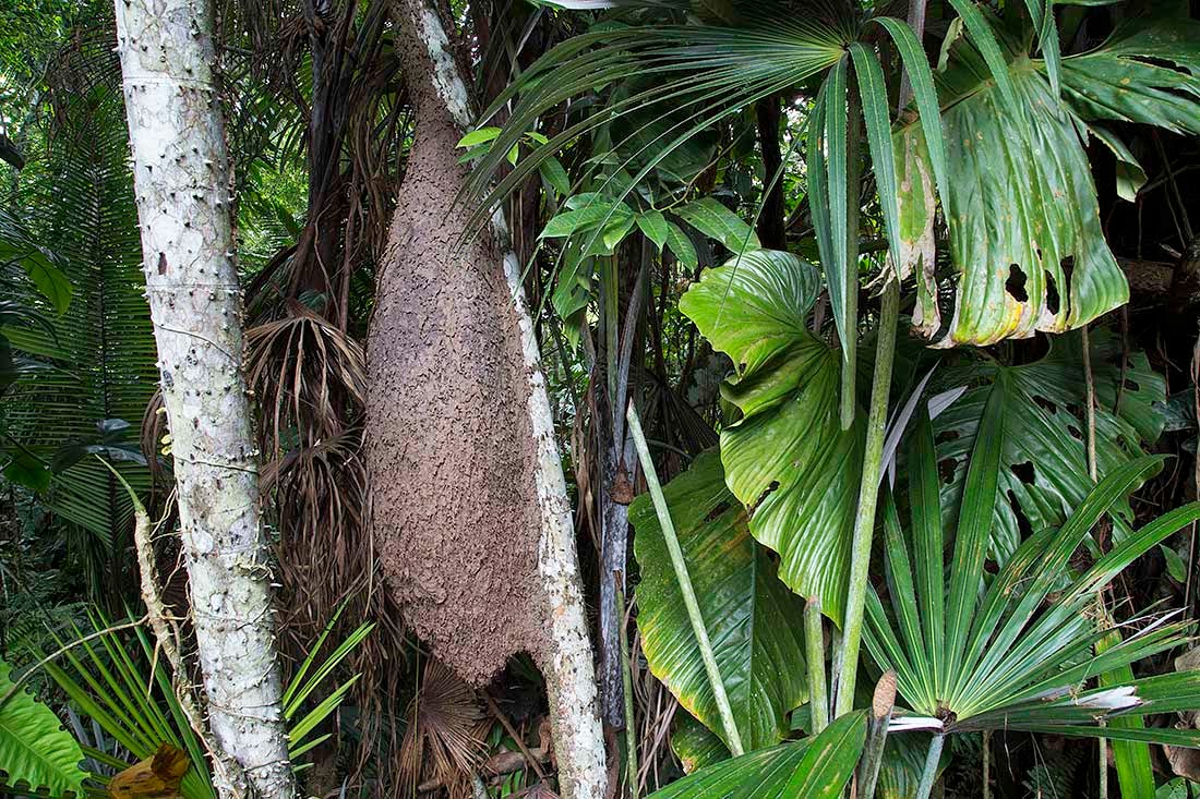 Bob's Photos: Amazon Rainforest Vacation in March