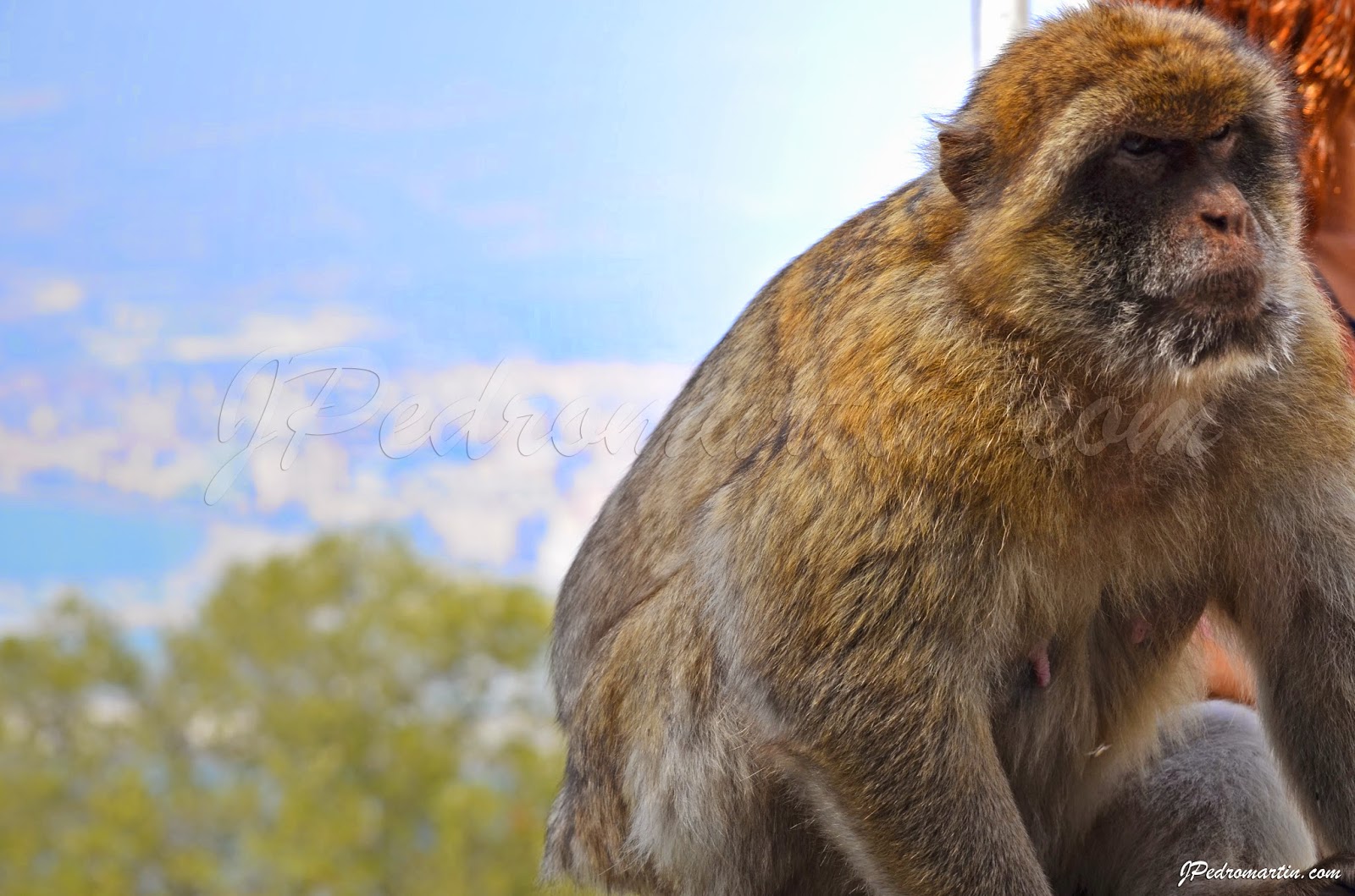 RINCONES CON LEYENDA | El Macaco de Gibraltar - J PEDRO MARTÍN