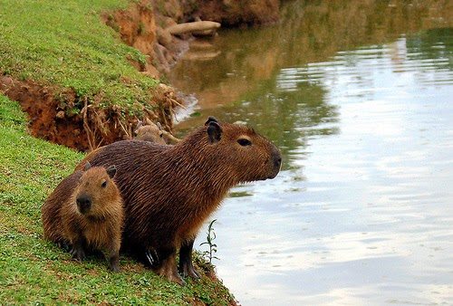 Llanos y leyendas.: Uno de los animales más comunes y fáciles de ver en ...