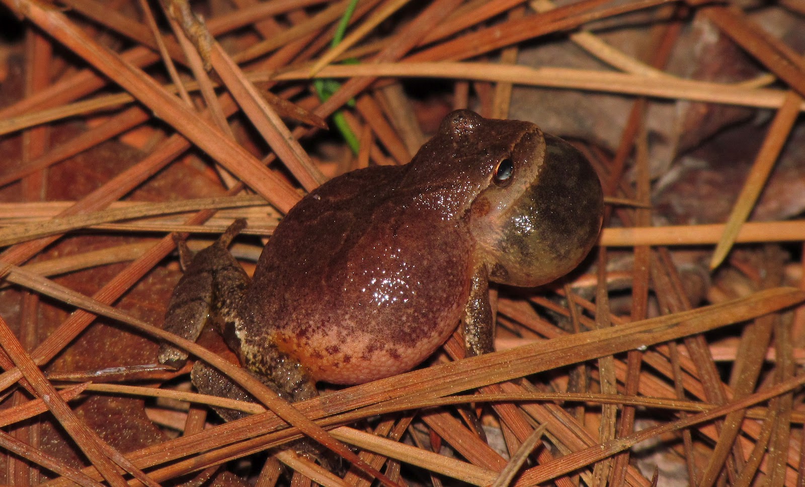 Birding Bros. Blog: Fish & Amphibians