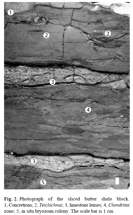 Geology Weekly: What is a "butter shale"?